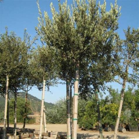 Holly Oak Tree Star Nursery Garden And Rock Centers