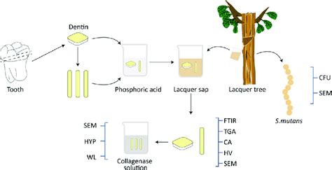 schematic of the collagen cross linking tests download scientific
