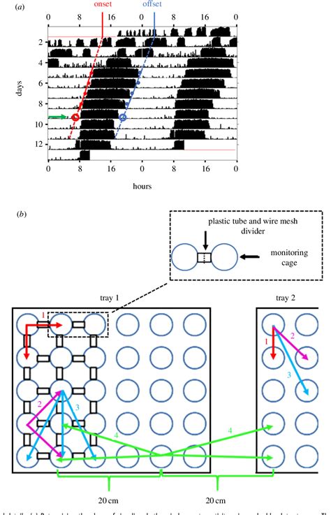Figure 1 From Social Synchronization Of Circadian Rhythms With A Focus