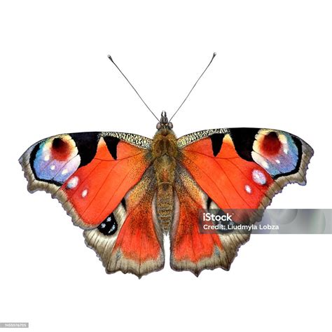 공작 나비 수채화 현실적인 그림입니다 식물 예술 그림입니다 인쇄 포장 및 섬유 디자인 포장 종이 벽지에 사용할 수 있습니다