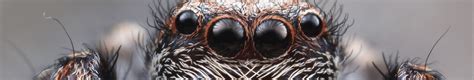 Key To Spider Subfamilies Of Australia Key Search