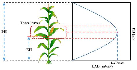 Schematic diagrams of a plant of maize and of LAD distribution with... | Download Scientific Diagram