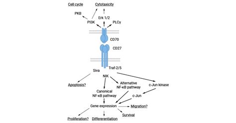 What Is Cd70 Cd27l Tnfsf7 Biological Functions Signaling Pathways
