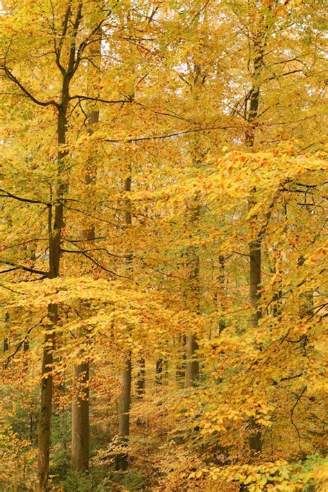 노란 단풍이 있는 황금빛 가을 숲 · 무료 스톡 사진