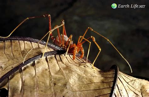 Ants