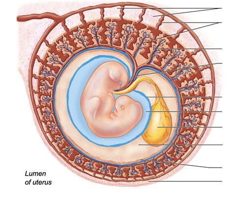 45 Week Embryo Diagram Quizlet