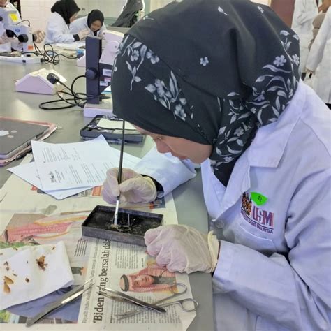 Lab Dissecting Cockroach Entomology Anatomy Teamwork Nur Sofia