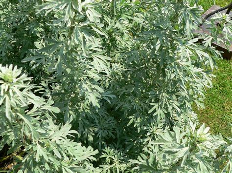 Wermut Verwendung Sorten And Pflege Der Pflanze