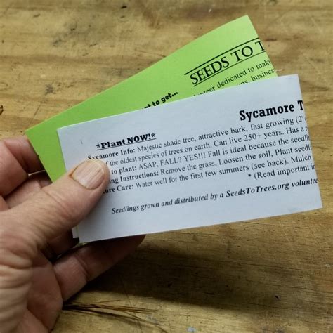 Tagging The Seedlings Seeds To Trees