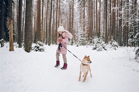 행복한 가족 주말 눈 덮인 흰색 추운 겨울 숲 야외에서 빨간 시바 이누 개와 함께 즐거운 산책을하는 분홍색 따뜻한 아웃웨어의 작은 귀여운 소녀 키즈 스포츠 휴가 활동 개념