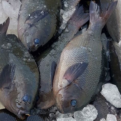 黑毛魚 飛比價格 價格比較與查詢 2022年2月