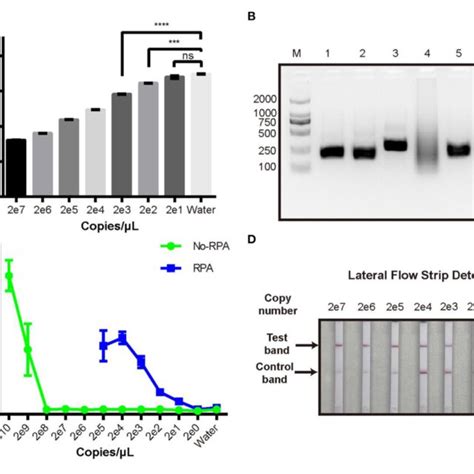Limit Of Detection Analysis Of The New Rpa Crisprcas12a Fluorescence