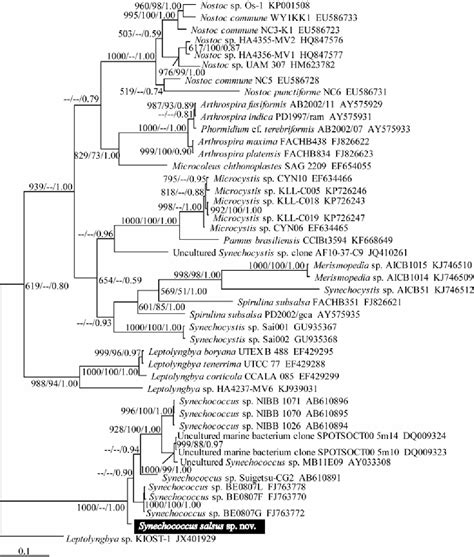 Figure 1 From Synechococcus Salsus Sp Nov Cyanobacteria A New Unicellular Coccoid Species