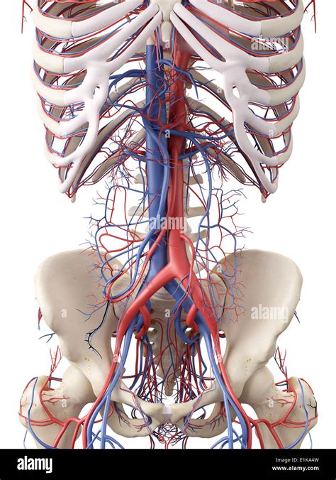 Binary Vascular System