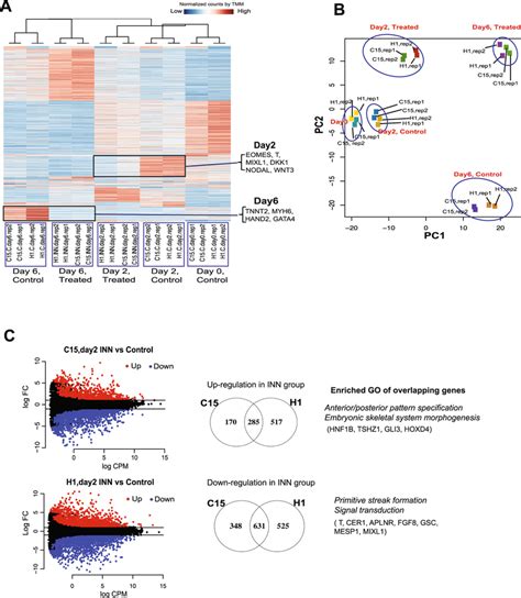Analysis Of Genome Wide Transcriptome Of Control And Inn Treated Groups