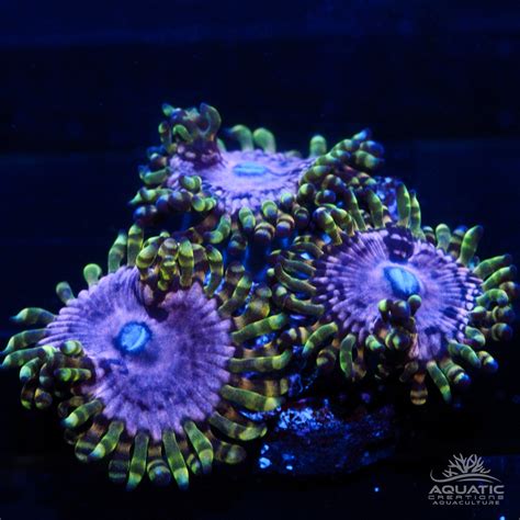 Zoanthid Aquatic Creations Aquaculture