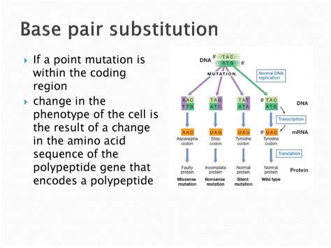 Chapter 10 Mutations And Gene Transfer Ppt Download