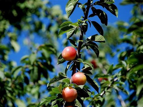 Саме час — які дерева і кущі краще садити в серпні