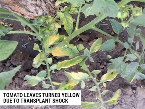 Tomato Transplant Shock And How To Reduce It World Of Garden Plants