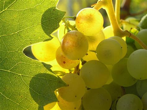 Фото Винограда Фараон – Telegraph