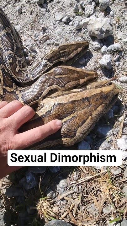 Sexual Dimorphism In Burmese Pythons Python Snake Wildlife Florida