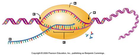 Mrna Transcription Diagram