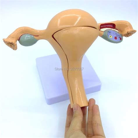 D Human Life Size Brain Anatomy Organs Model Anatomical Medical Female Genital Vaginal Internal