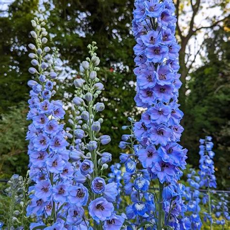 Colors Of Delphinium Flowers
