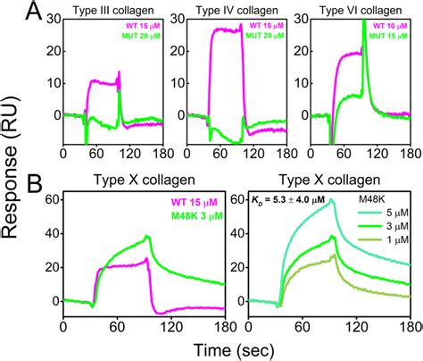 Interactions Of Collagens With Recombinant Human Wt And M48k Fkbp22