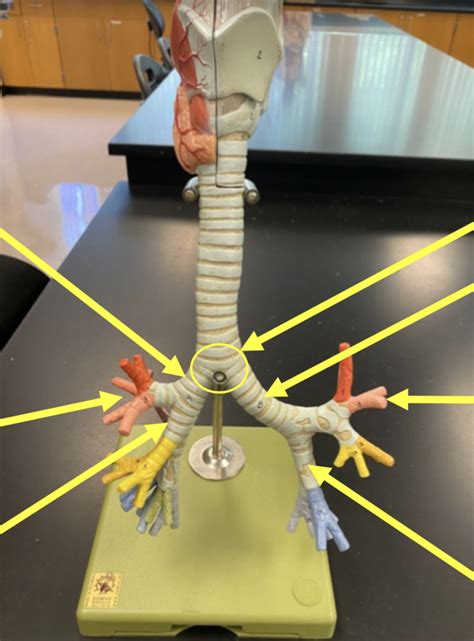 Lungs Model Diagram Quizlet