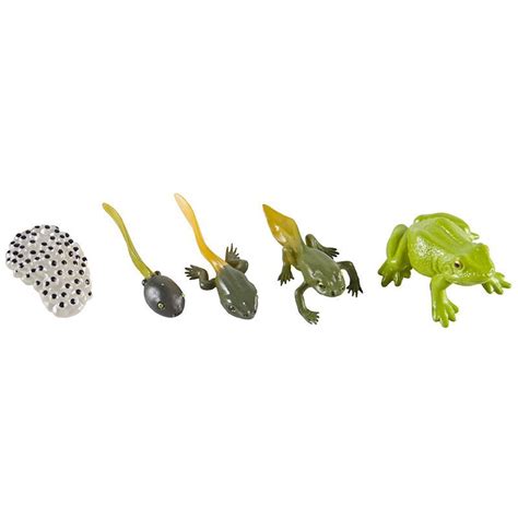 Life Cycle Objects Frog 5pc