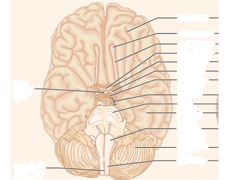 Ventral And Inferior Aspect Of Brain Quiz