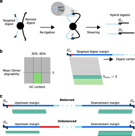 Gopher Generator Of Probes For Capture Hi C Experiments At High Resolution Abstract Europe Pmc
