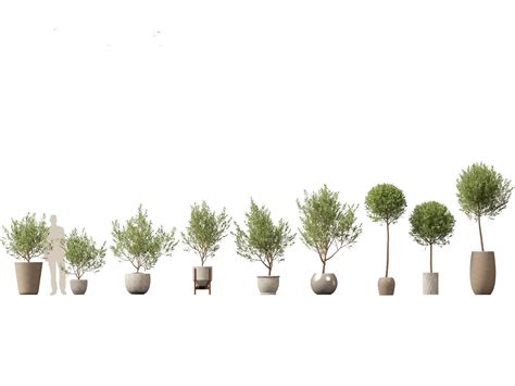 3d Model Olea Europaea Common Olive Turbosquid 2125432