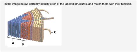 Bio Lab 2 Practical Flashcards Quizlet