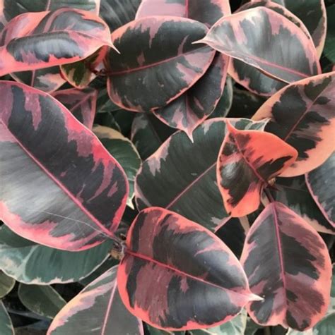 Rubber Tree Plant Ruby Plants For Spaces Rubber Tree Plant Ruby Plants For Spaces
