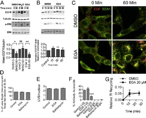 Ega Speci Fi Cally Disrupts Traf Fi Cking From Early To Late Endosomes
