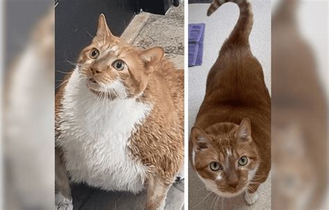 Chubby Cat “thicken Nugget” Is Swimming His Way To A Healthier Future