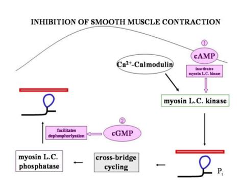 Smooth Muscle Contraction Calmodulin