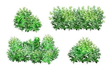 Bush Vector Art Icons And Graphics For Free Download