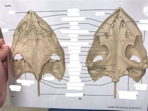 Biol 474l Turtle Skull Diagram Quizlet