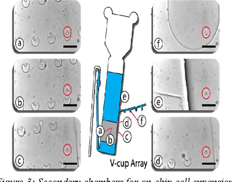 Figure 3 From Single Cell Analysis Microfluidic Device For Cell Line