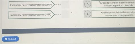 Solved Excitatory Postsynaptic Potential Epsp D Graded Potentials In