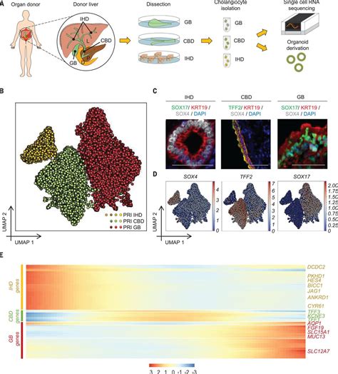 Cholangiocyte Organoids Can Repair Bile Ducts After Transplantation In