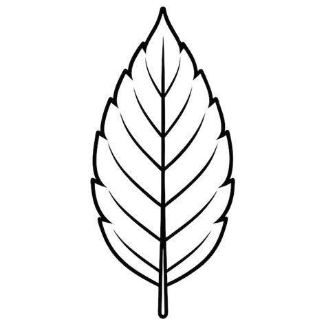 Ash Tree Leaf Vector Linear Illustration Outline Silhouette Line Art Drawings Isolated Premium