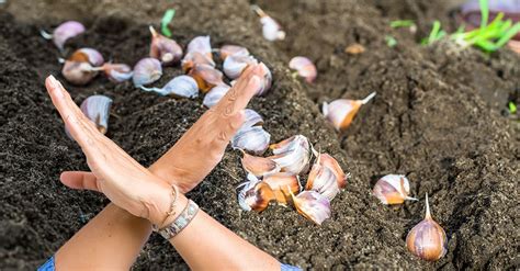 გამოცდილმა მებოსტნეებმა ზუსტად იციან სად არ ღირს ნივრის დარგვა რომ მოსავლის გარეშე არ დარჩნენ