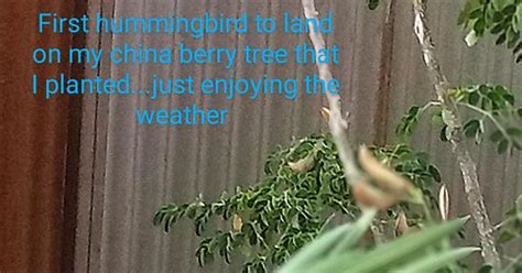 Hummingbird Album On Imgur