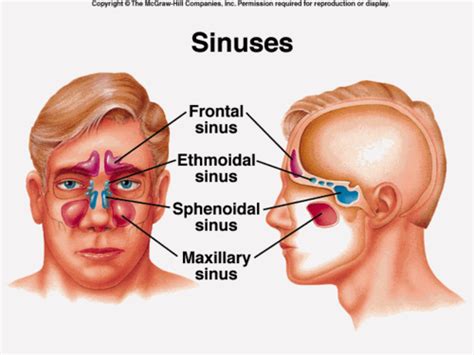 Paranasal Sinuses Anatomy Positioning Flashcards Quizlet