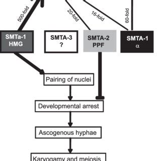 Predicted Model Of The Regulation Of Sexual Development And Pheromone Download Scientific