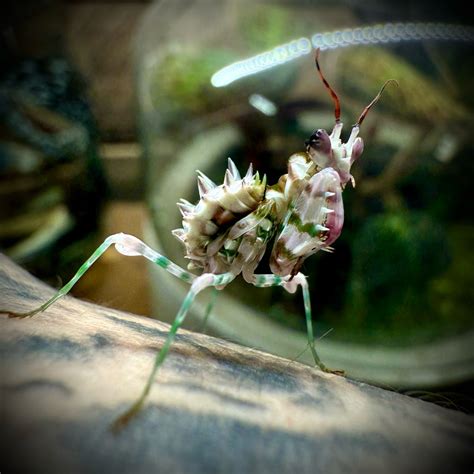 Spiny Flower Mantis Pseudocreobotra Wahlbergii